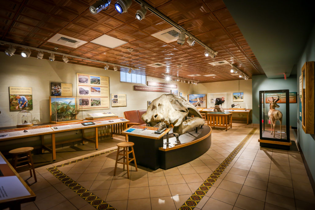 Natural History Museum Coast to Cactus Exhibit - Turpin & Rattan